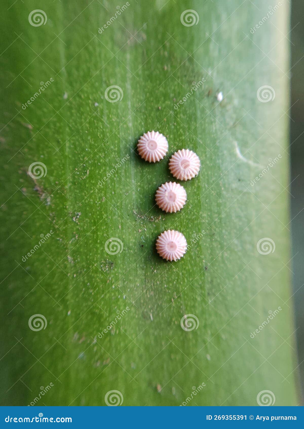 Butterfly Skipper Egg on the Leaf Stock Image - Image of yellow ...