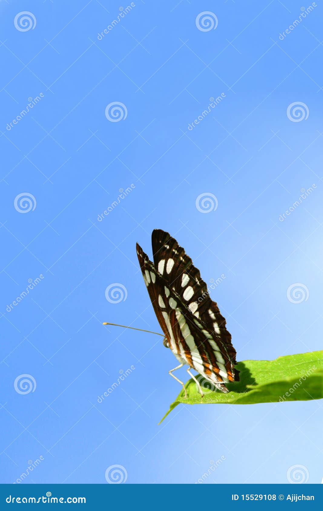 A Butterfly In A Sky Background Stock Photo - Image of closeup, green ...