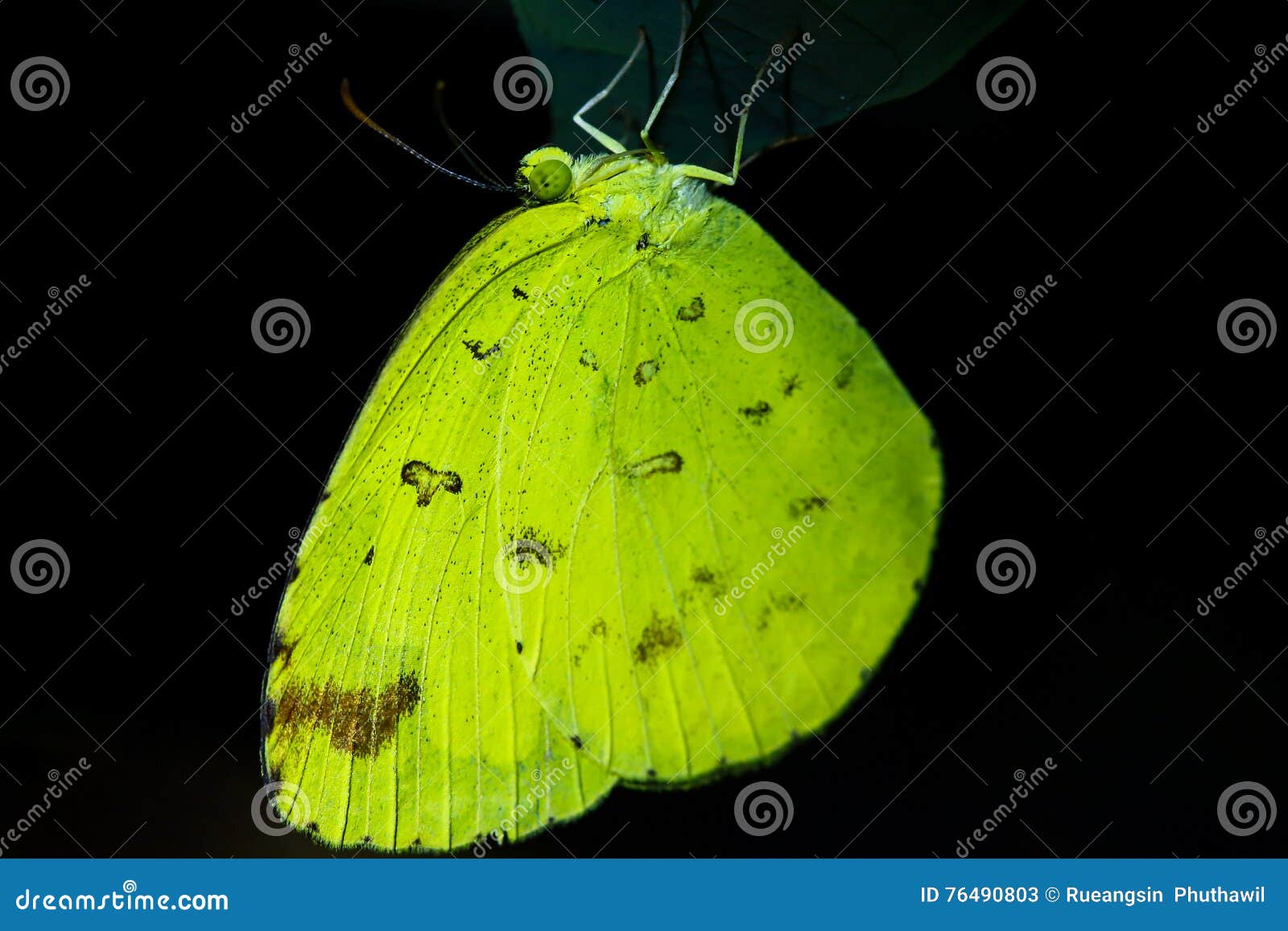 Butterfly sleep at night stock image. Image of color - 76490803