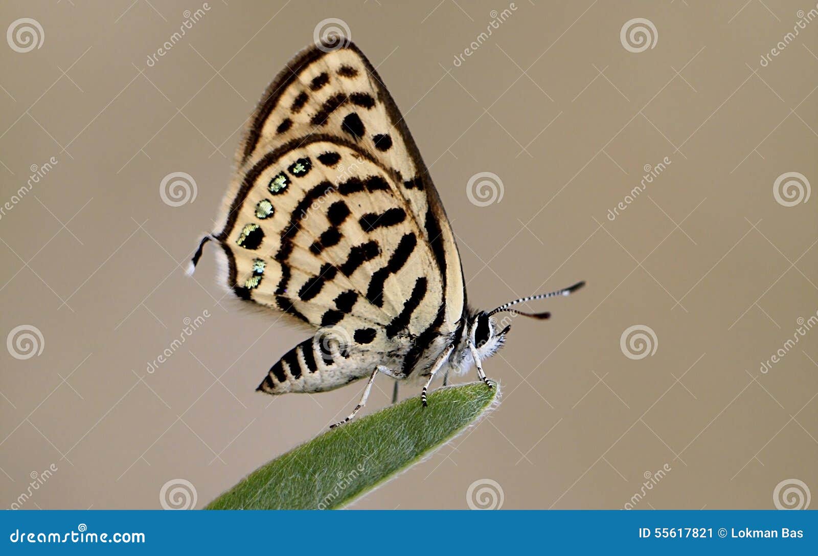 Butterfly Ready To Fly stock image. Image of colour, insect - 55617821