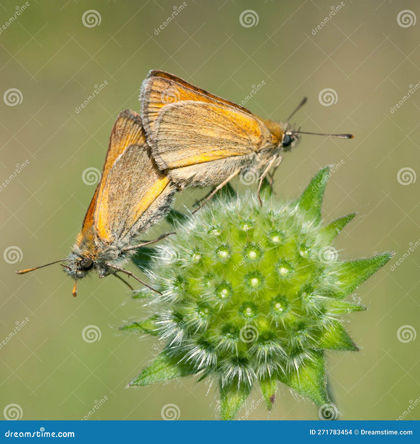 A Pair of Wonderful Butterflies on a Flower Illuminated by the Sun ...