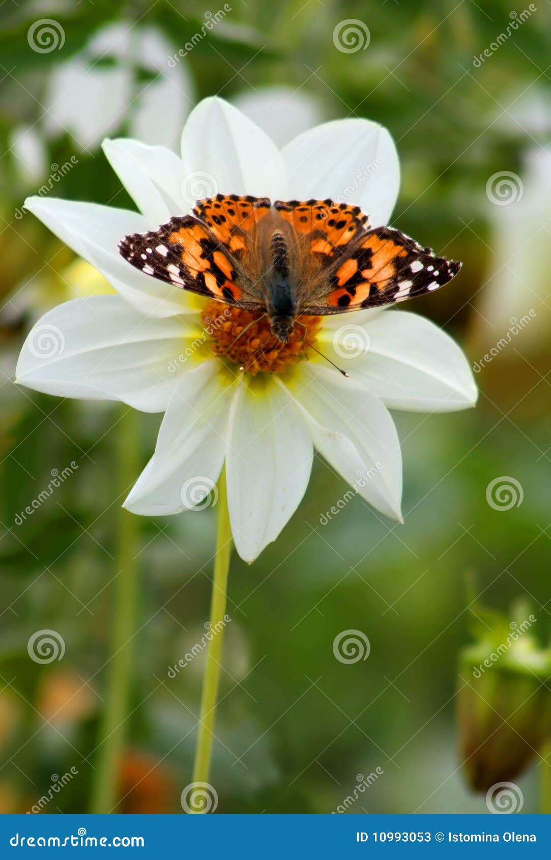 Butterfly, A Small Butterfly. Sitting On The Tree Leaves Stock Photo ...