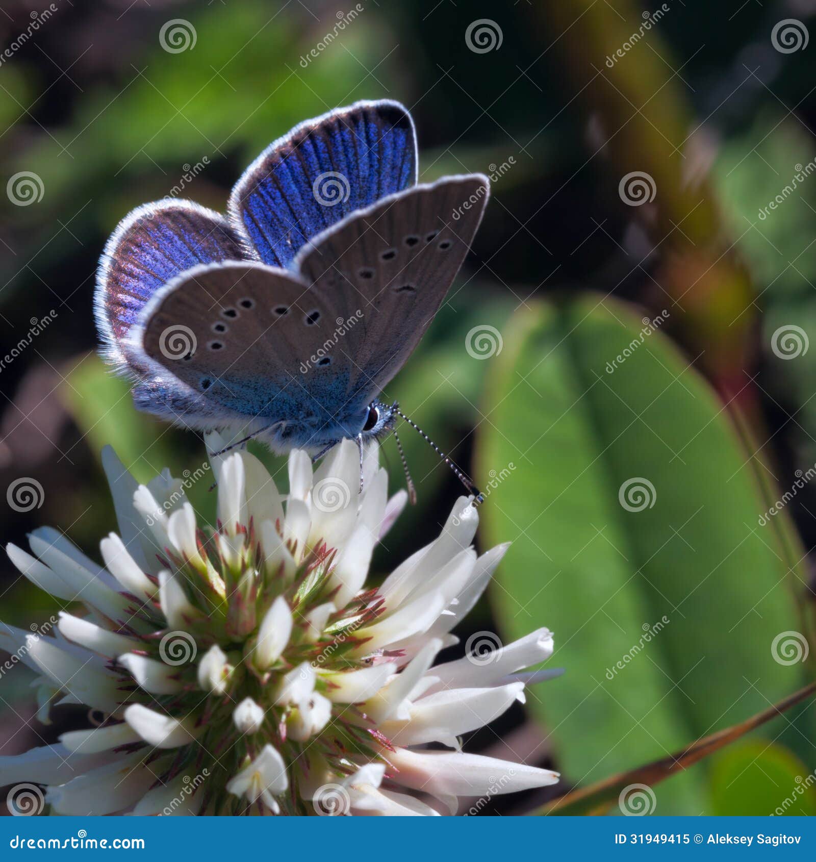 Butterfly stock image. Image of flower, plant, garden - 31949415