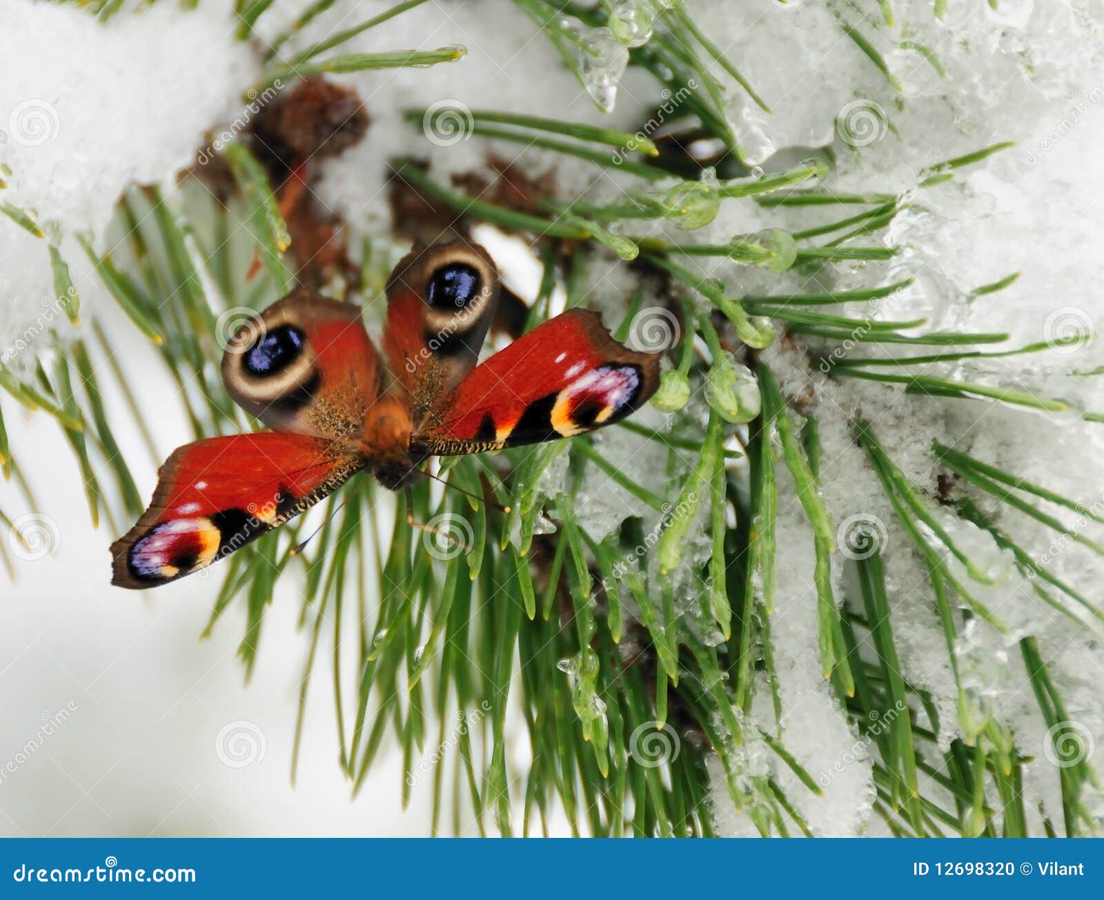 Butterfly on the snow stock photo. Image of color, beautiful - 12698320