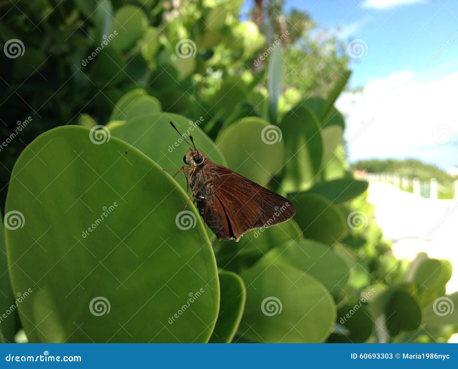 Butterfly in South Beach, Miami. Stock Image - Image of beach, banded ...