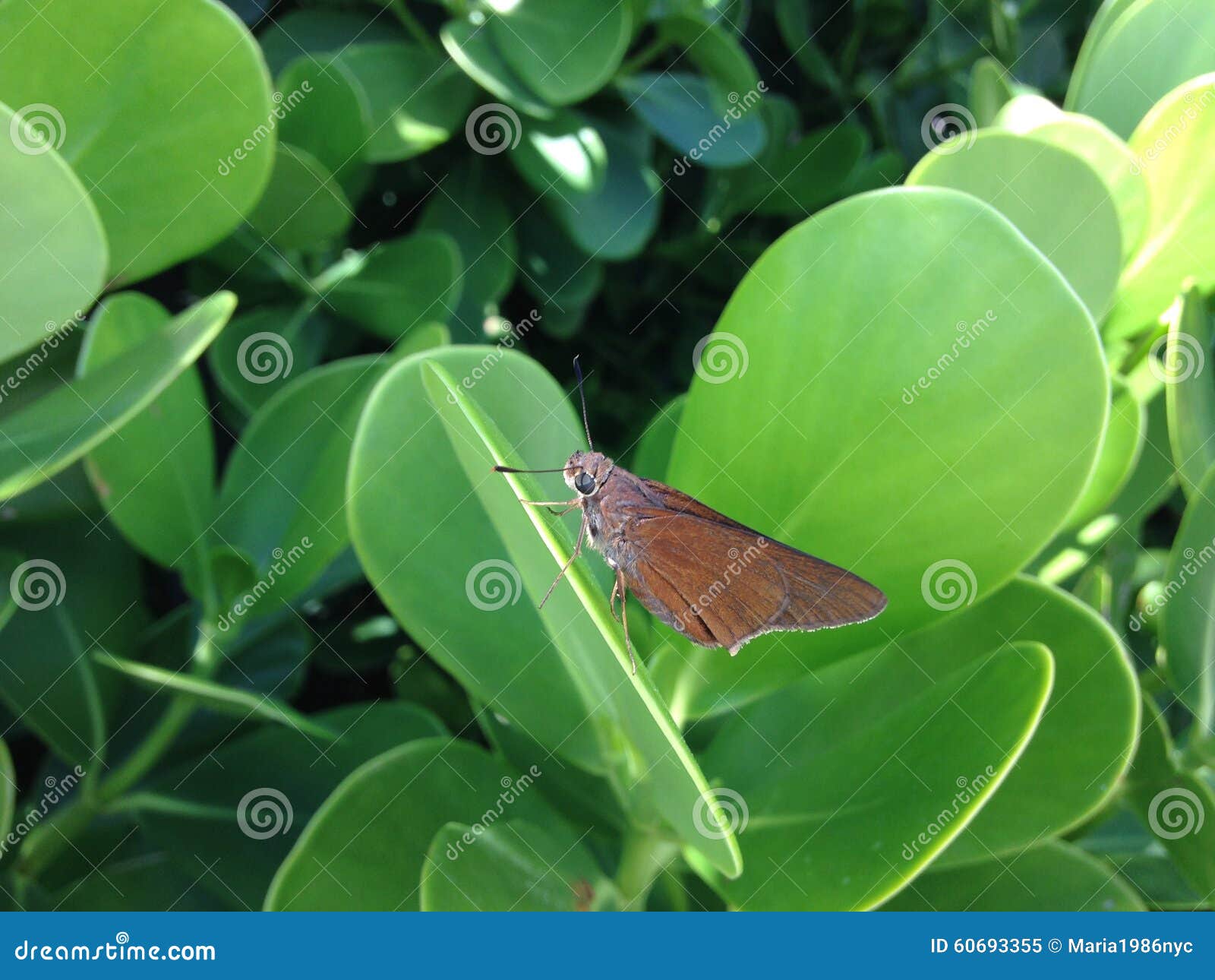 Butterfly in South Beach, Miami. Stock Image - Image of south, beach ...