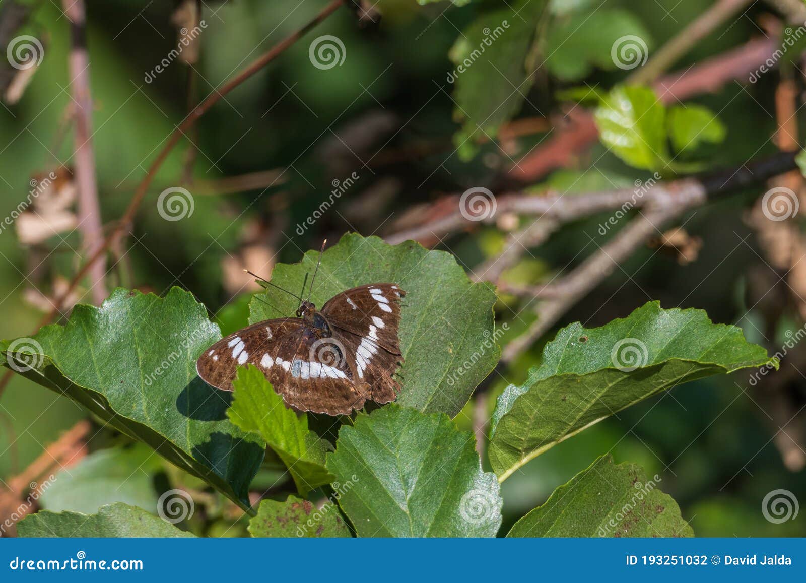 Butterfly Southern White Admiral Limenitis Reducta Stock Photo - Image ...