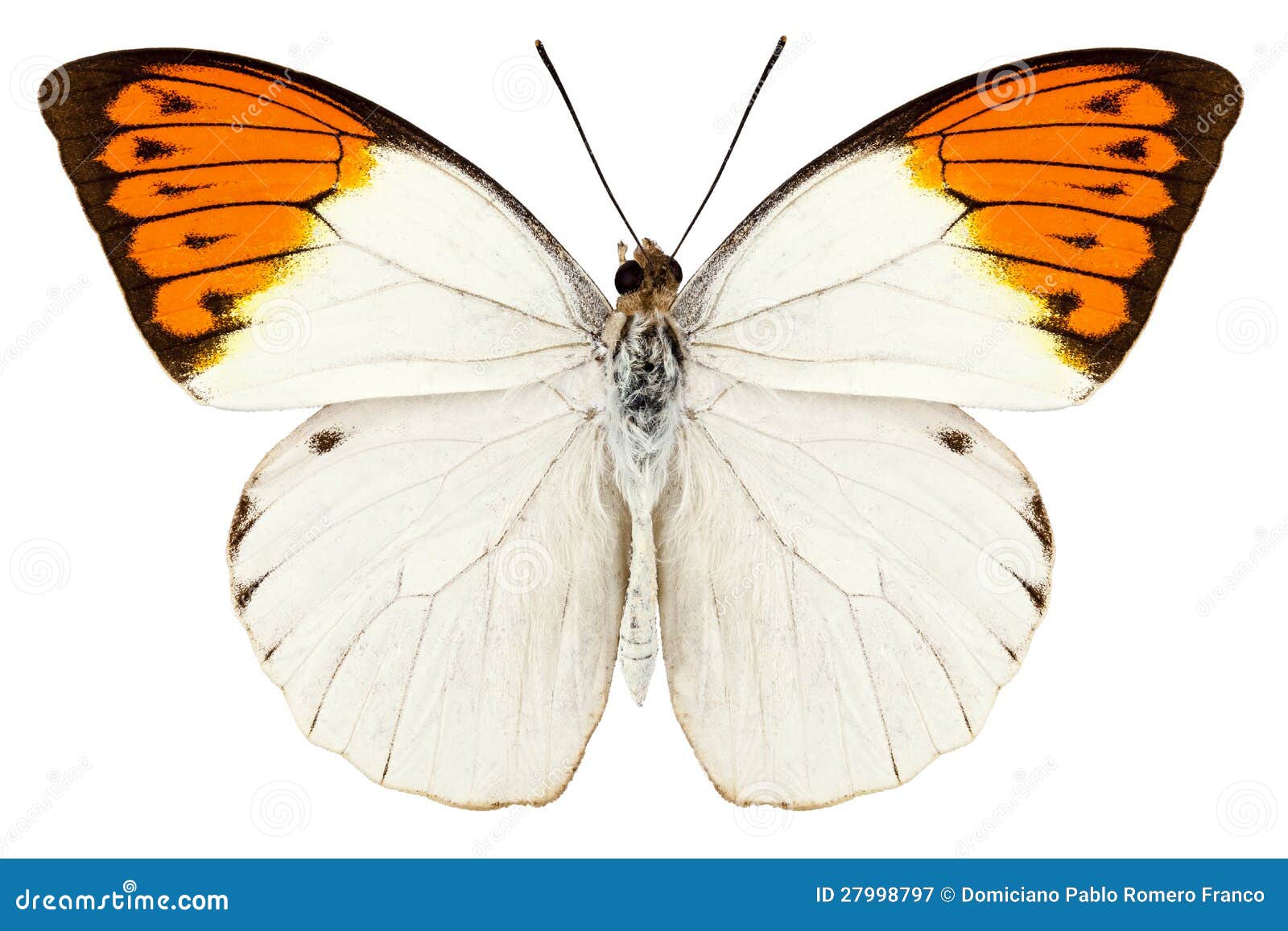 Butterfly Species Hebomoia Glaucippe Stock Image - Image of background ...