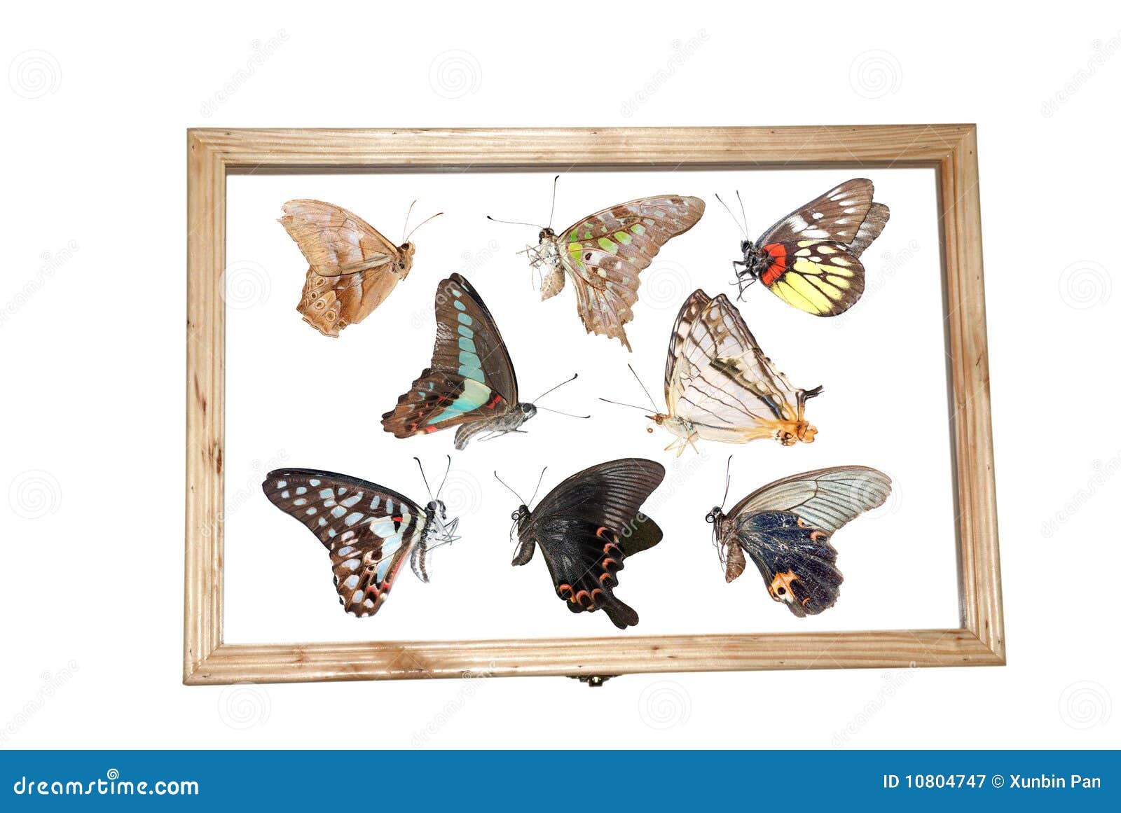 Butterfly specimen stock image. Image of central, collection - 10804747