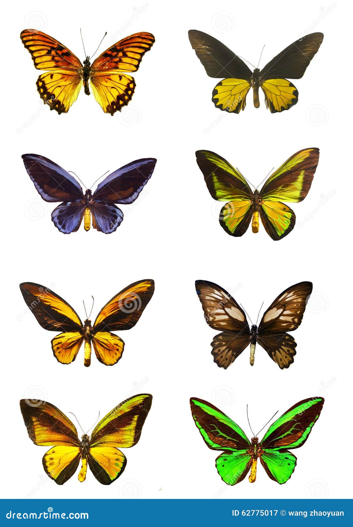 Butterfly specimens stock image. Image of green, wing - 62775017