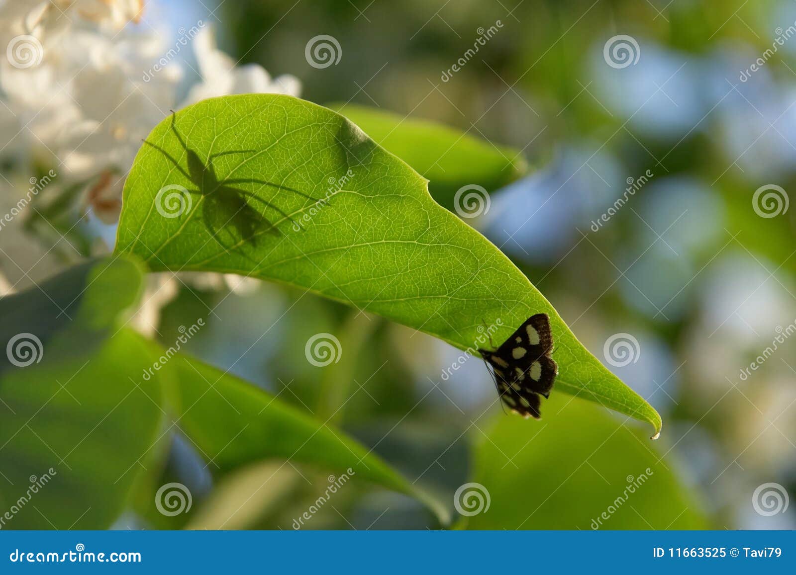 Butterfly and spider. stock image. Image of creature - 11663525