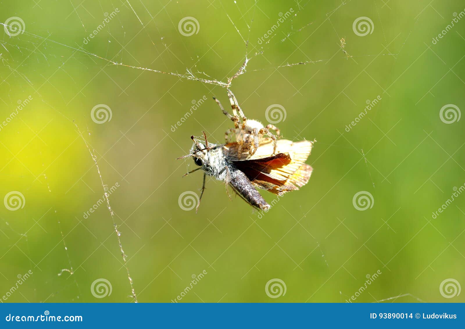Butterfly in a Spider`s Web Stock Photo - Image of water, wildlife ...
