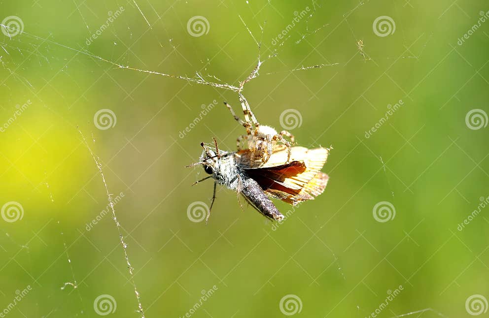 Butterfly in a Spider`s Web Stock Photo - Image of water, wildlife ...