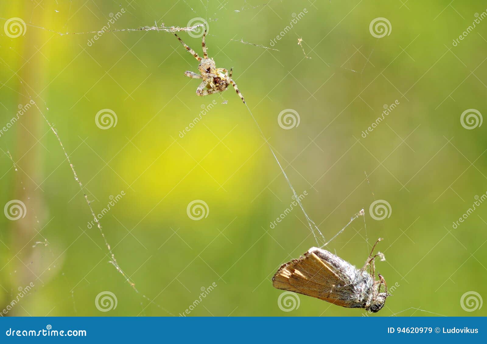 Butterfly in a Spider`s Web Stock Image - Image of wing, color: 94620979