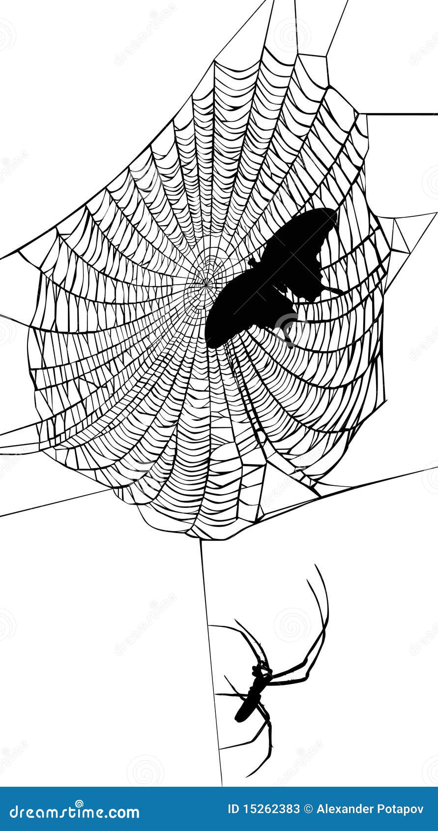 Butterfly in spider web stock vector. Illustration of springe - 15262383