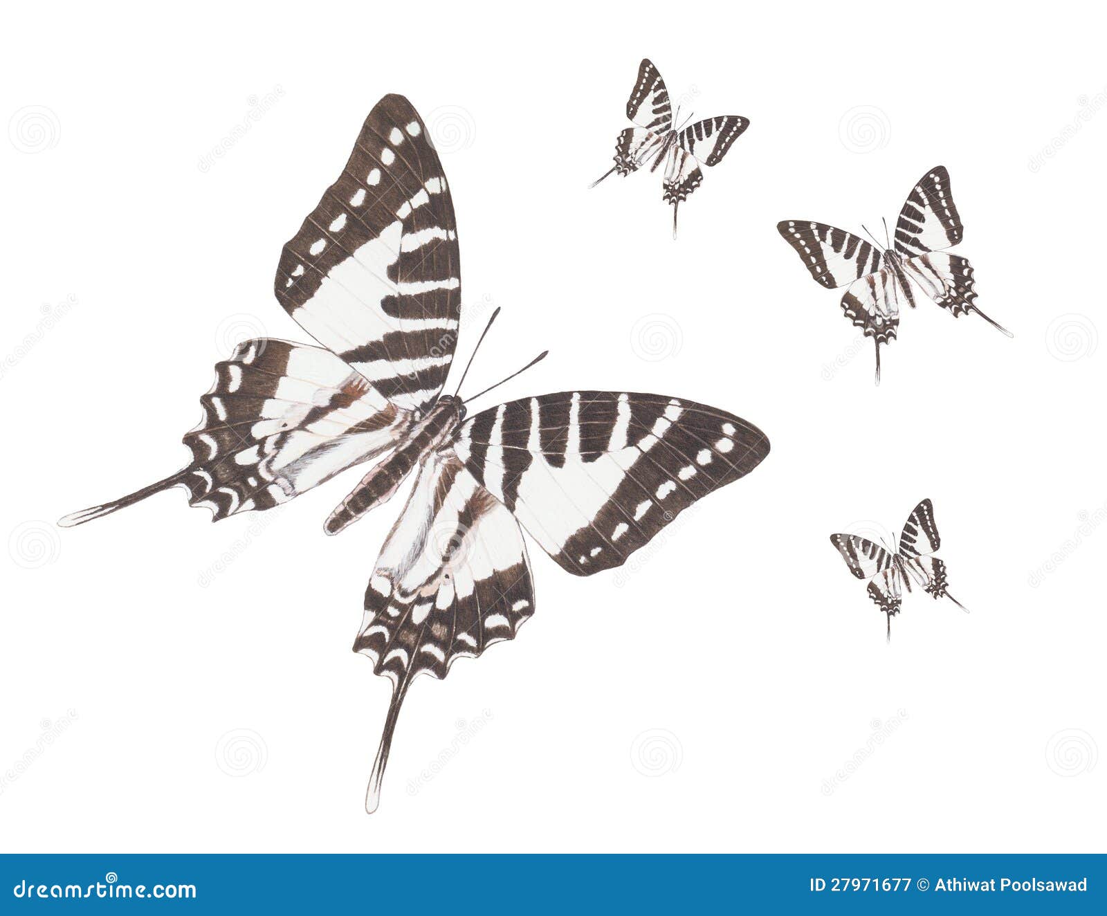 Butterfly-spot swordtail stock illustration. Illustration of butterfly ...