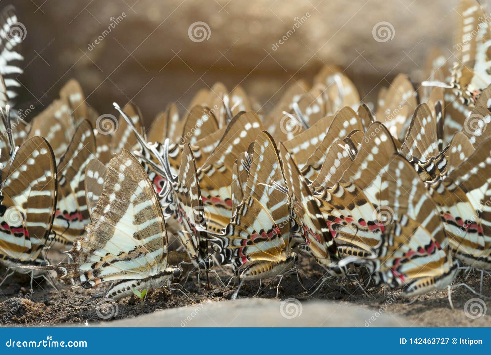 The Spot Swordtail Stock Photography | CartoonDealer.com #17727638