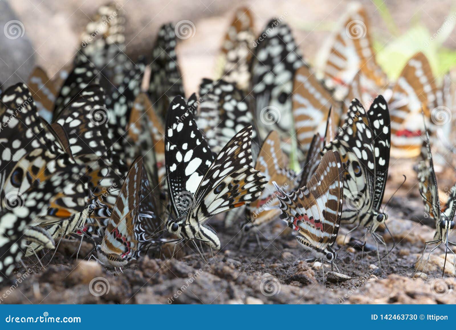 The Spot Swordtail Stock Photography | CartoonDealer.com #17727638