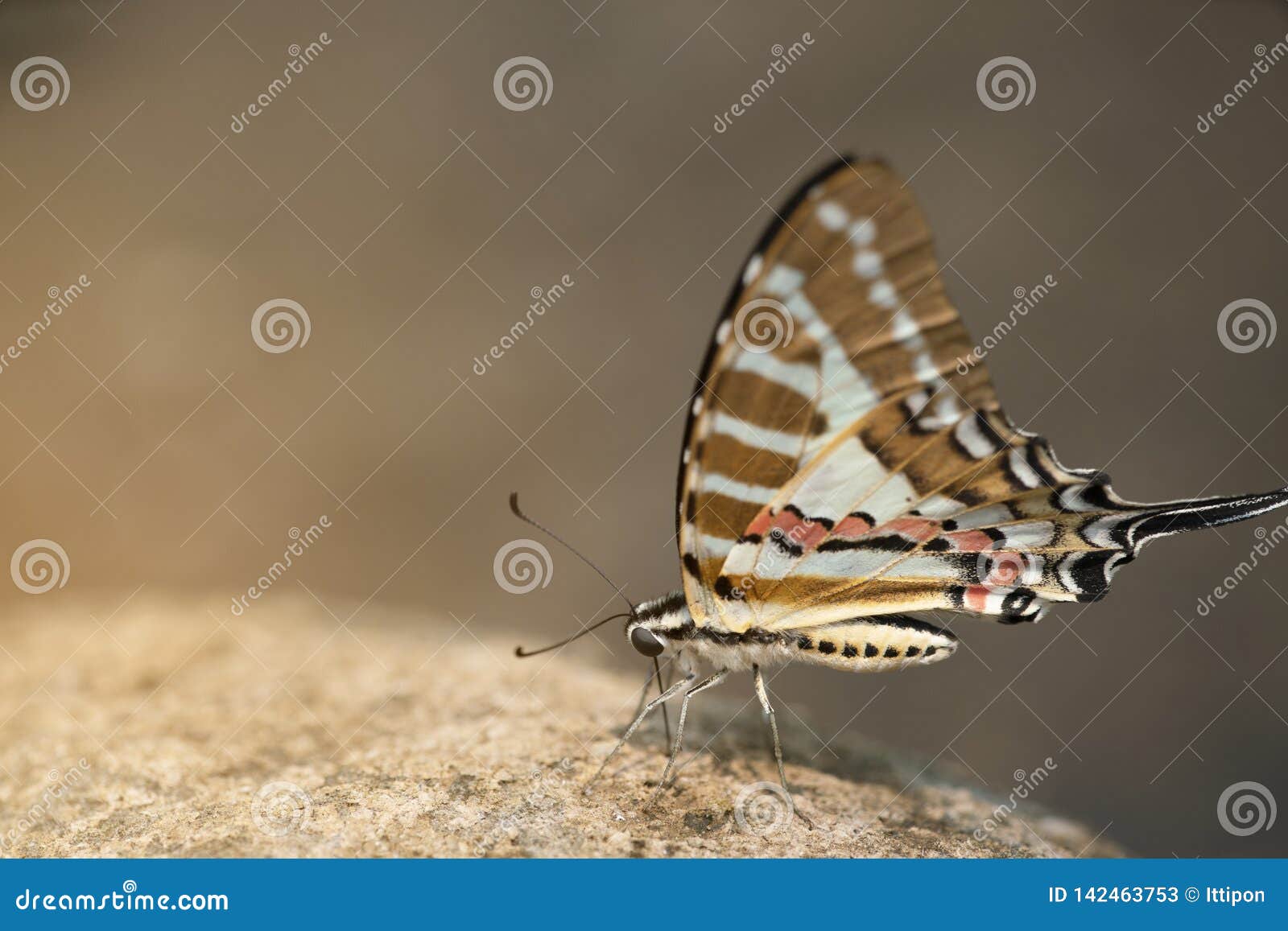Butterfly,the Spot Swordtail Stock Image - Image of colorful, five ...