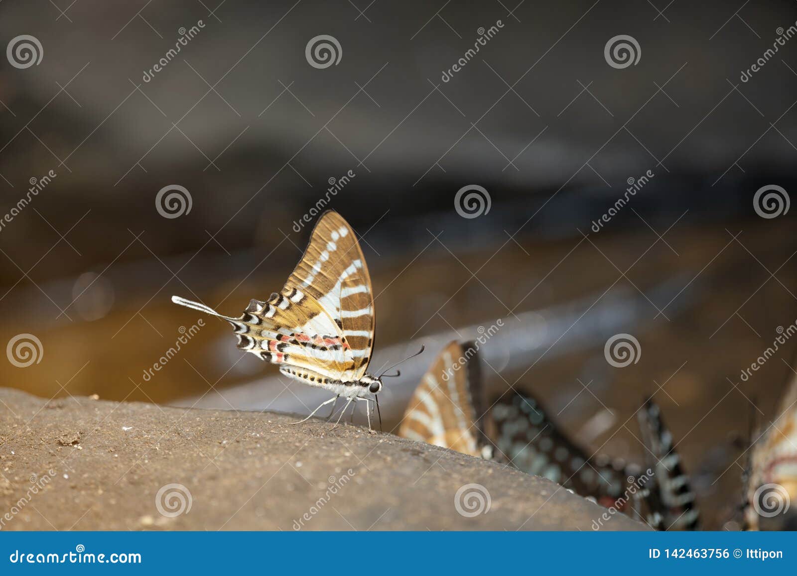The Spot Swordtail Stock Photography | CartoonDealer.com #17727638