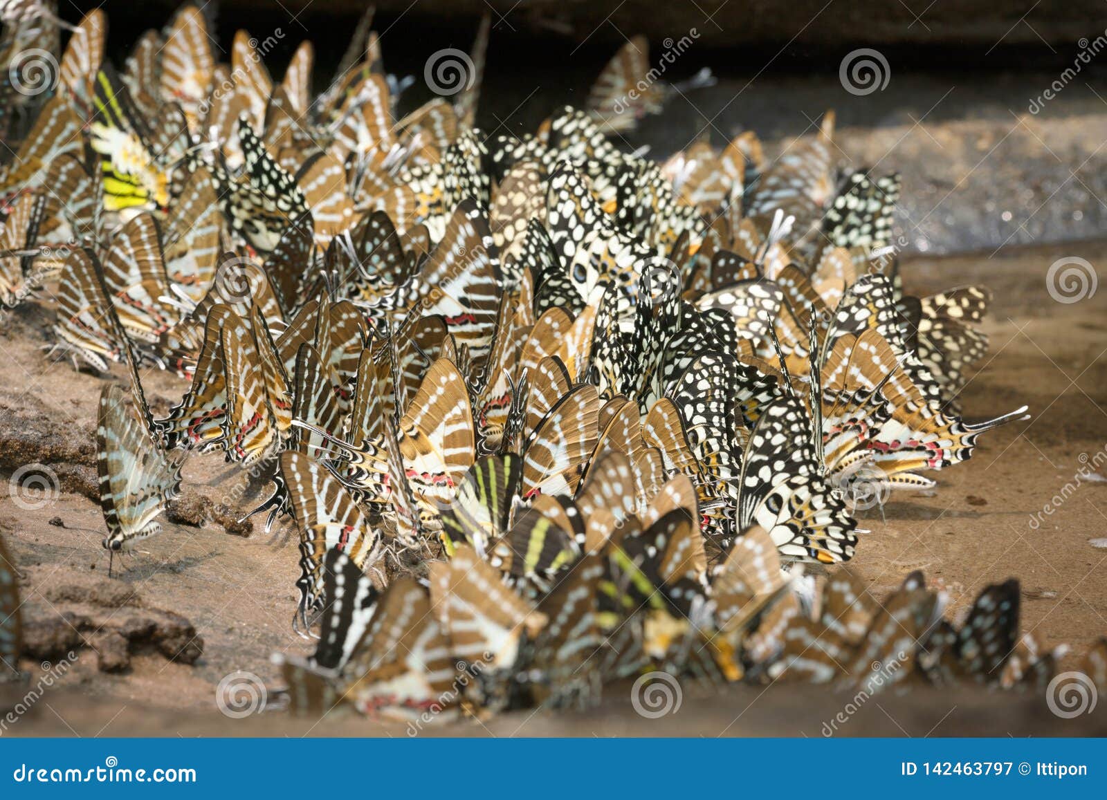 Butterfly,the Spot Swordtail Stock Image - Image of biological ...