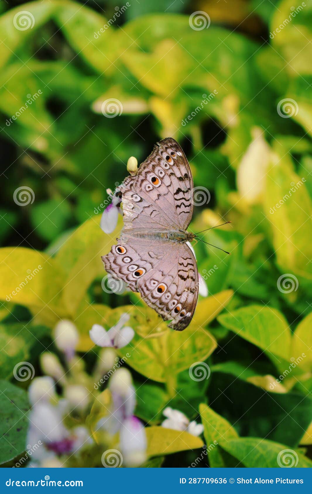 Butterfly spread its wings stock photo. Image of yellow - 287709636