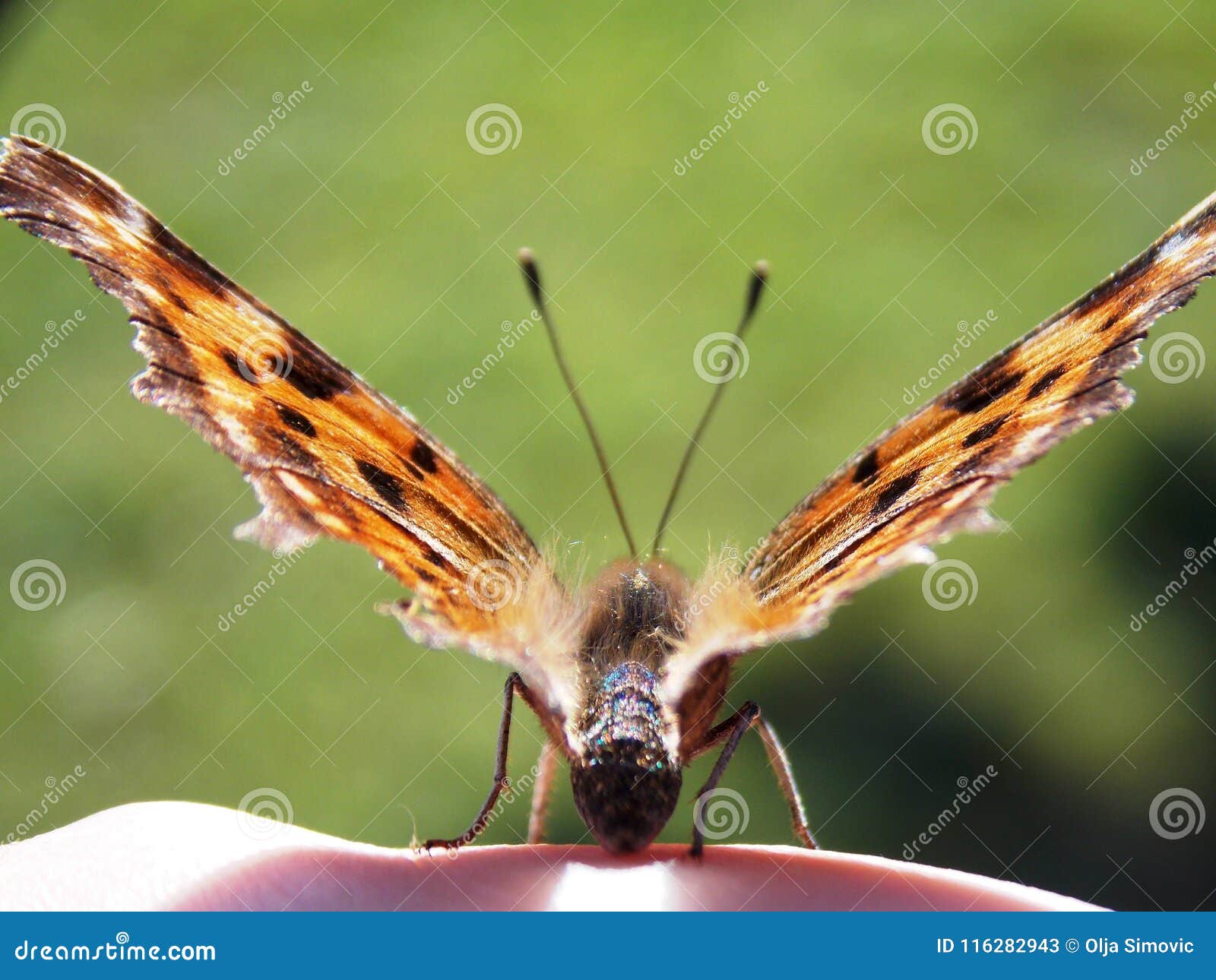 Butterfly with Spread Wings Stock Image - Image of insect, nature ...