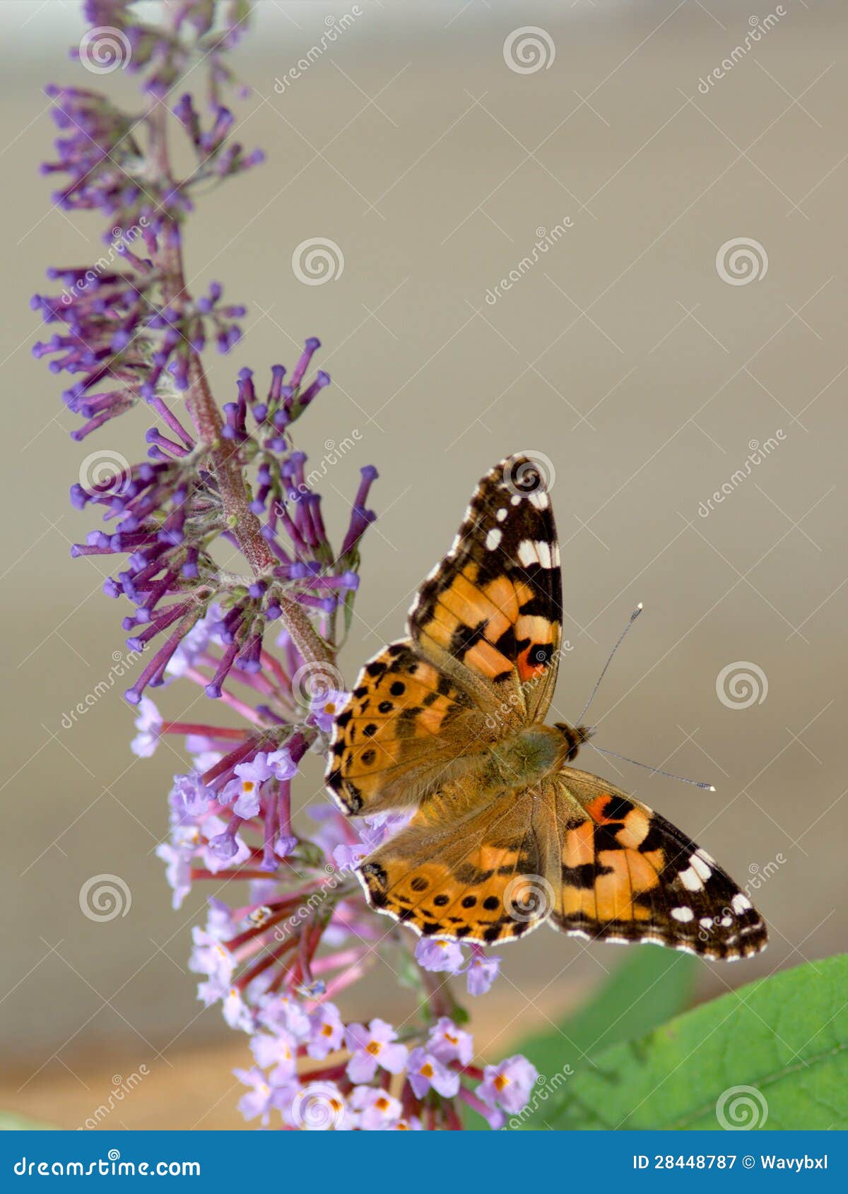 Butterfly Spreading His Wings Stock Image - Image of spring, close ...