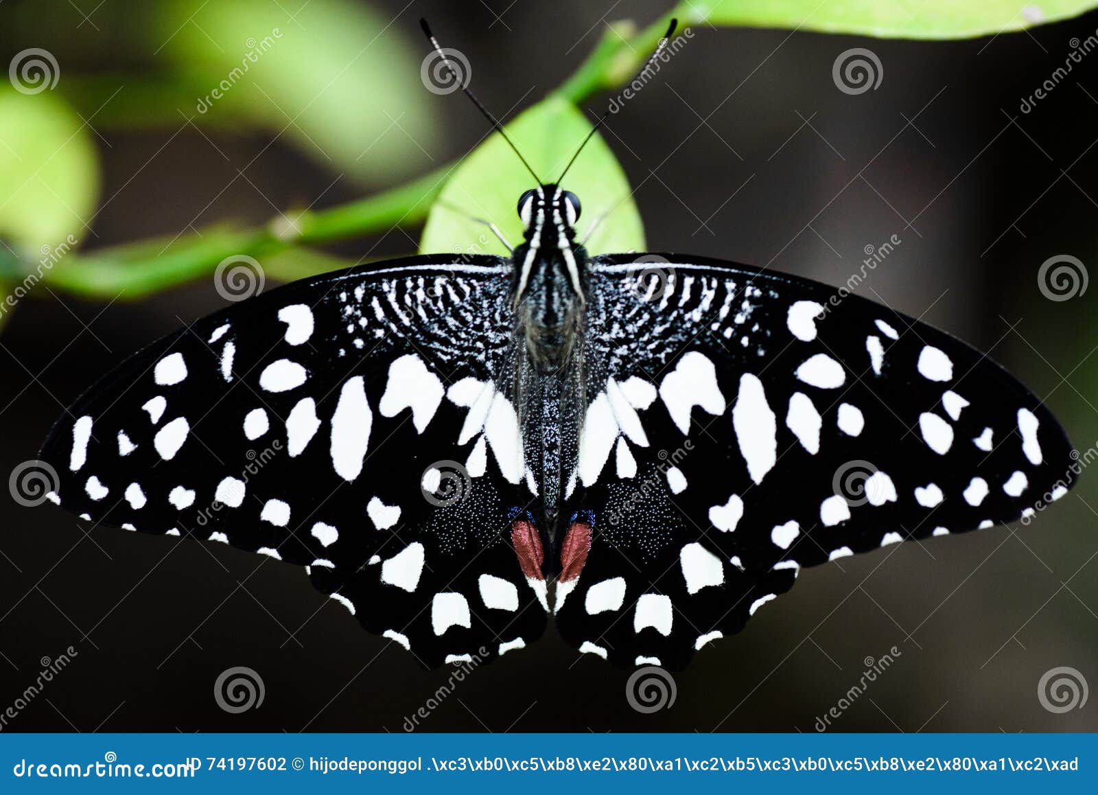 Butterfly Spreading Its Wings Stock Photo - Image of botany, nature ...