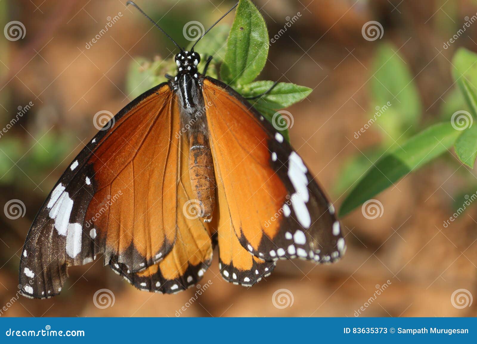 Butterfly Spreading Its Wings Sitting on Leaf Stock Image - Image of ...