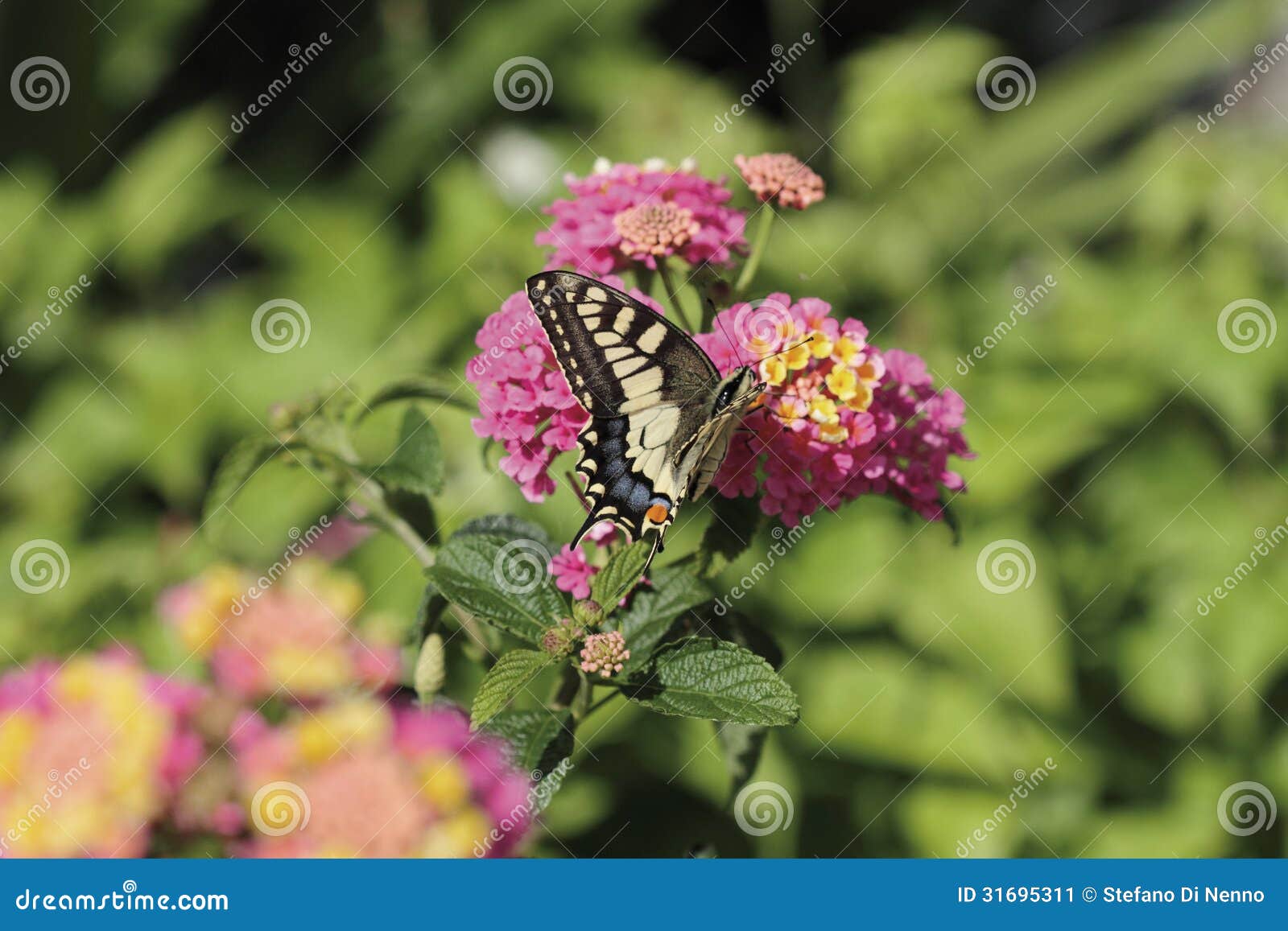 Butterfly in spring stock image. Image of orange, insect - 31695311