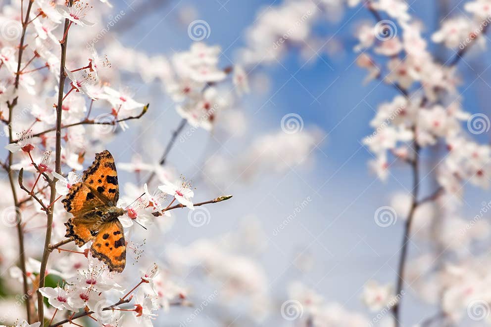 Butterfly on Spring Flowers Stock Image - Image of beauty, floral: 4564047