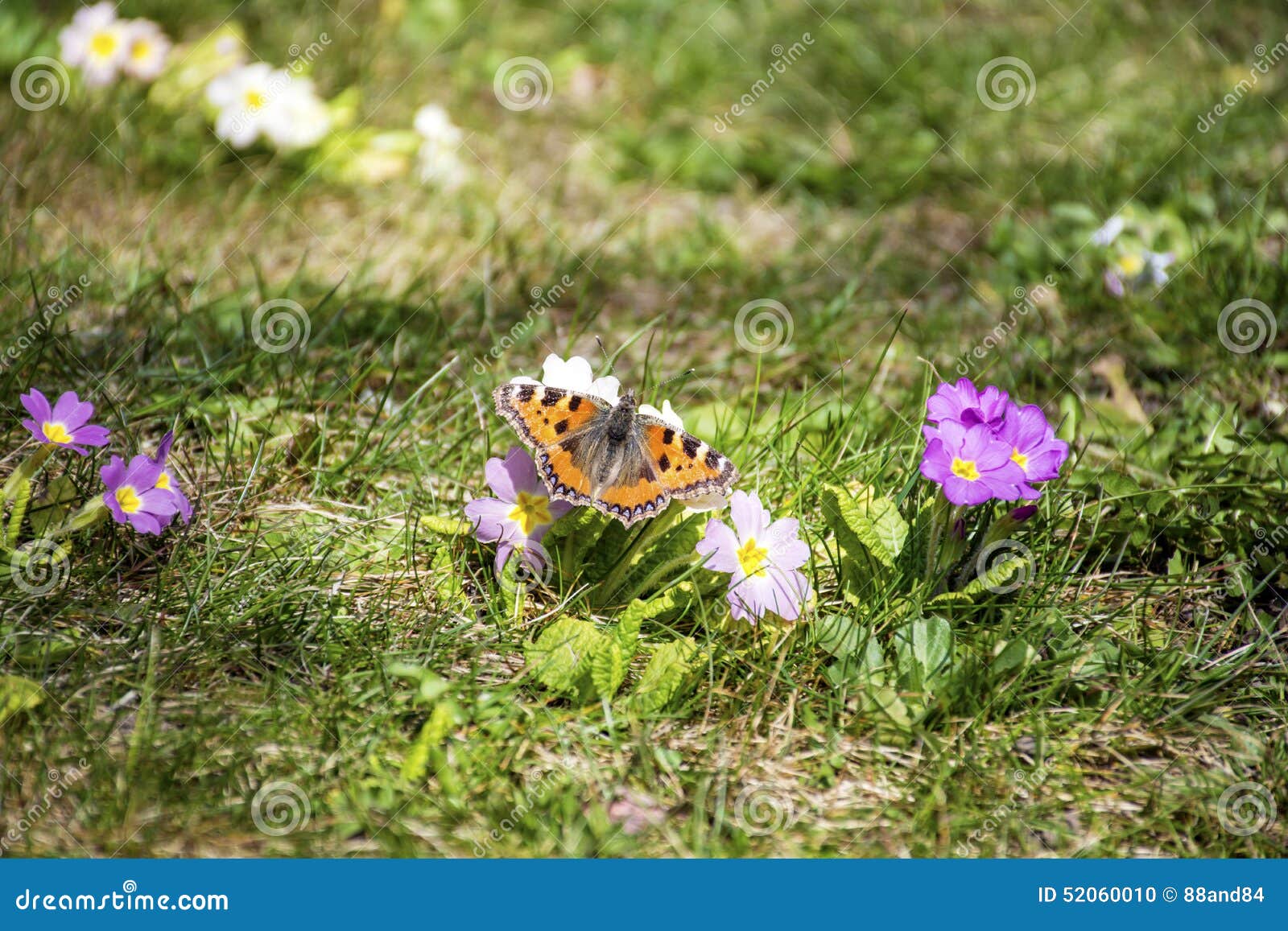 Butterfly In A Spring Garden Stock Photo - Image of colorful, beauty ...