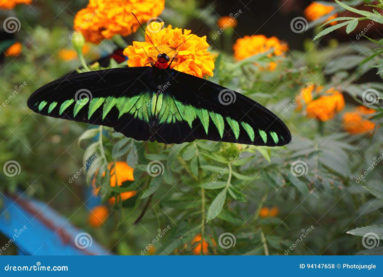 Male Marigold Platy Or Sunset Platy Xiphophorus Maculatus Tropical ...