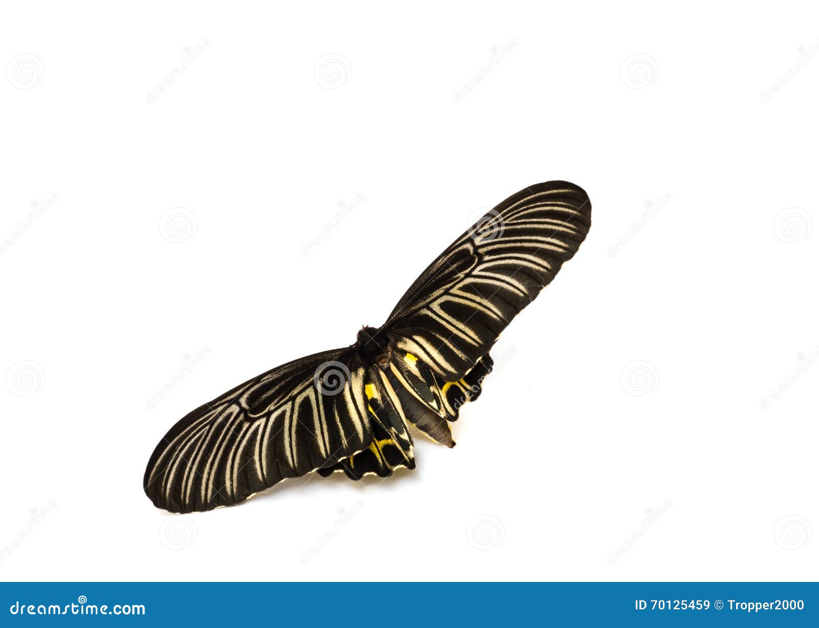 Butterfly staff. stock image. Image of pretty, insect - 70125459