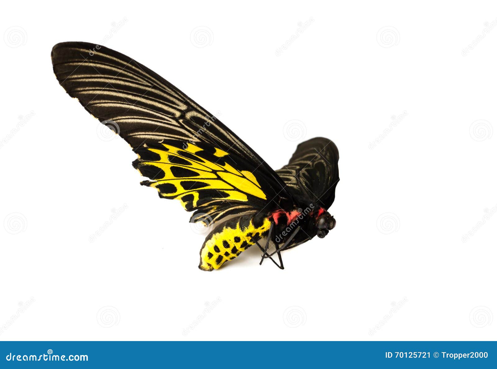 Butterfly staff. stock image. Image of beauty, butterflies - 70125721