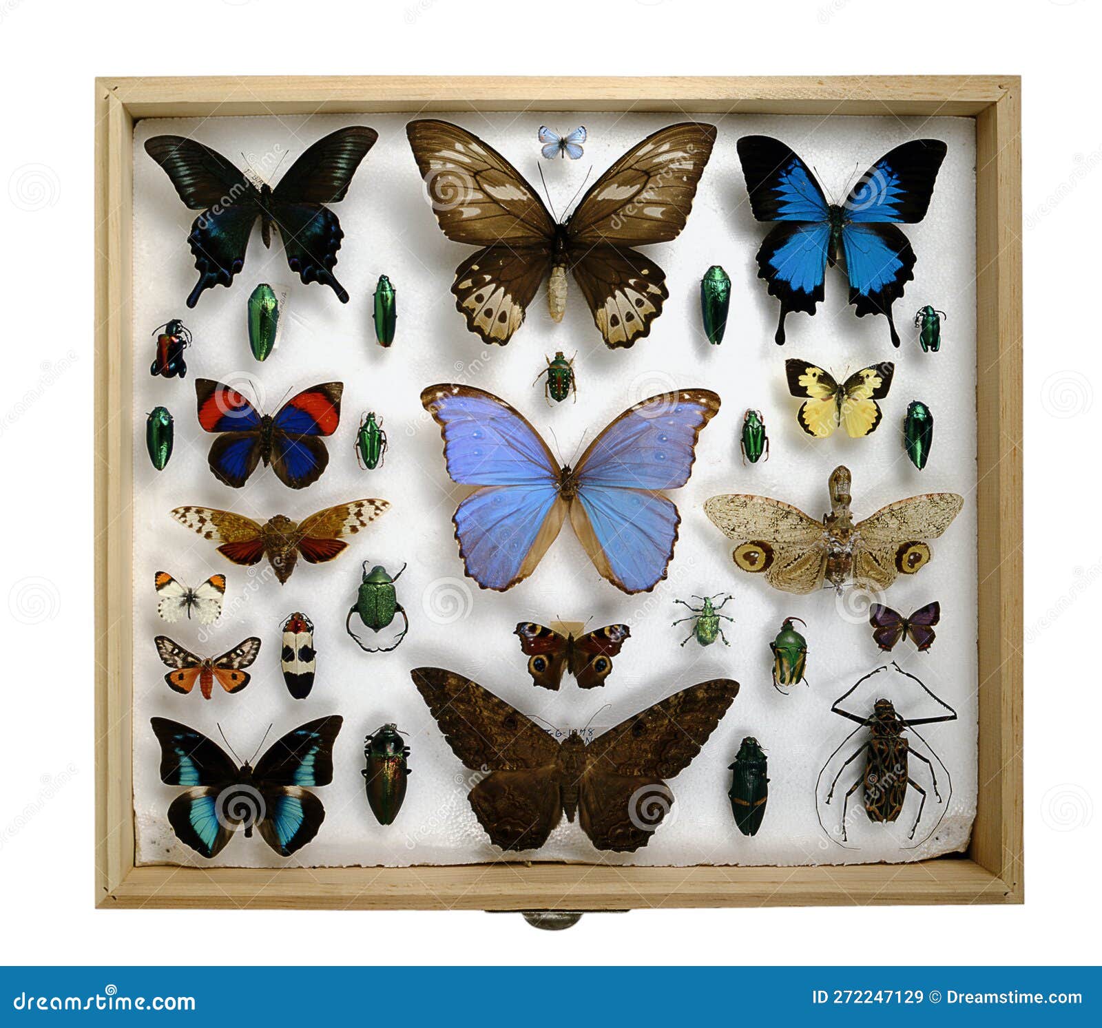 Butterfly staff stock image. Illustration of python - 272247129