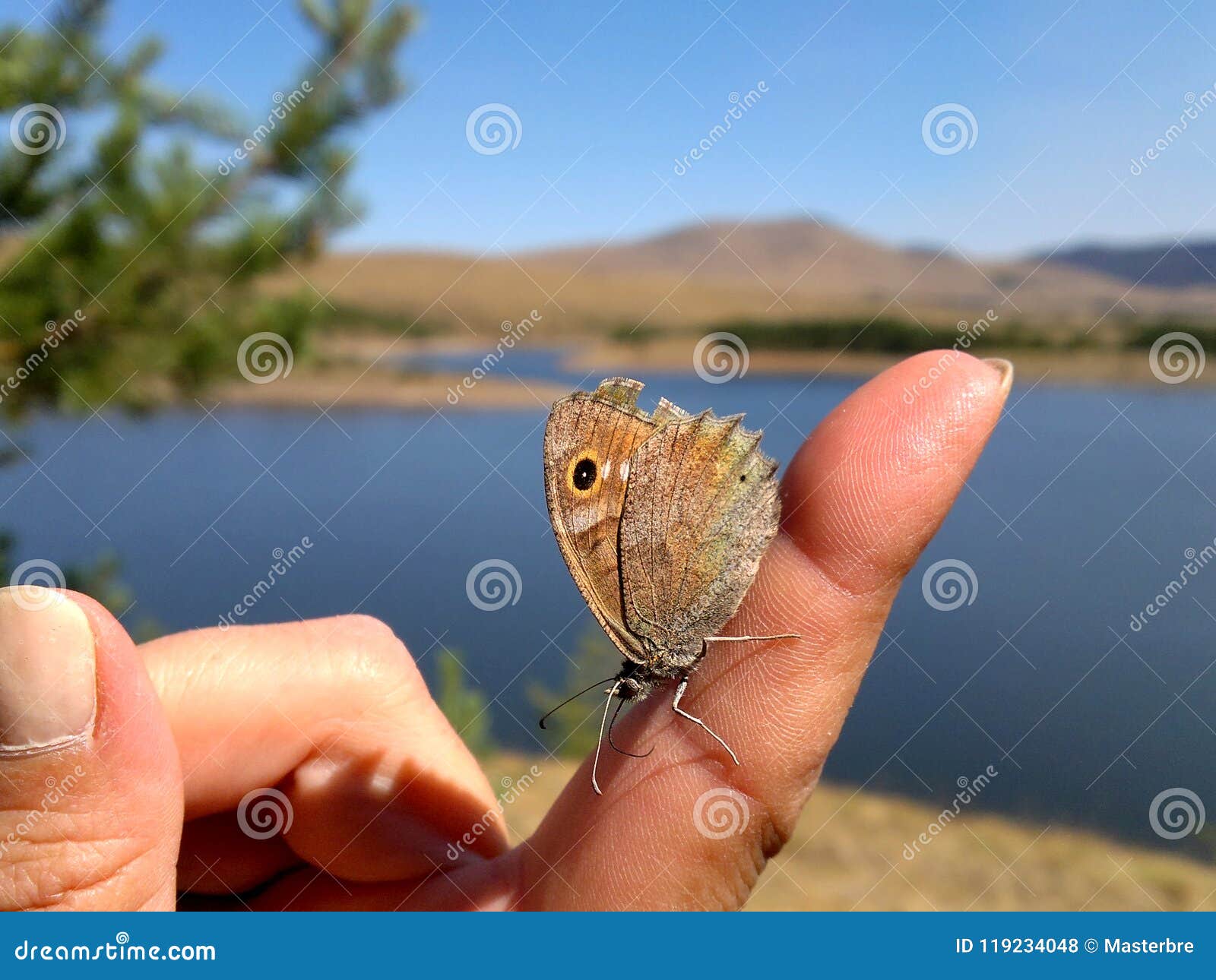 Butterfly on finger stock photo. Image of themes, insect - 119234048