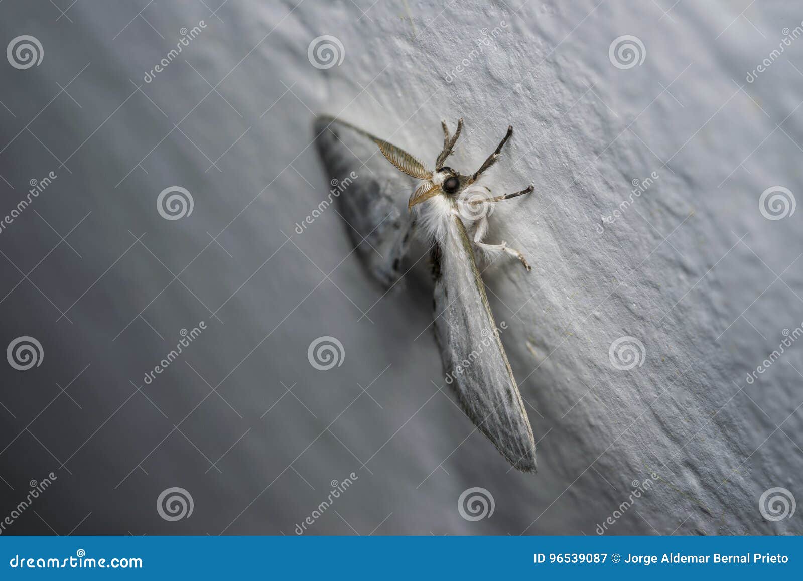 Butterfly Standing on a White Wall Stock Image - Image of environment ...