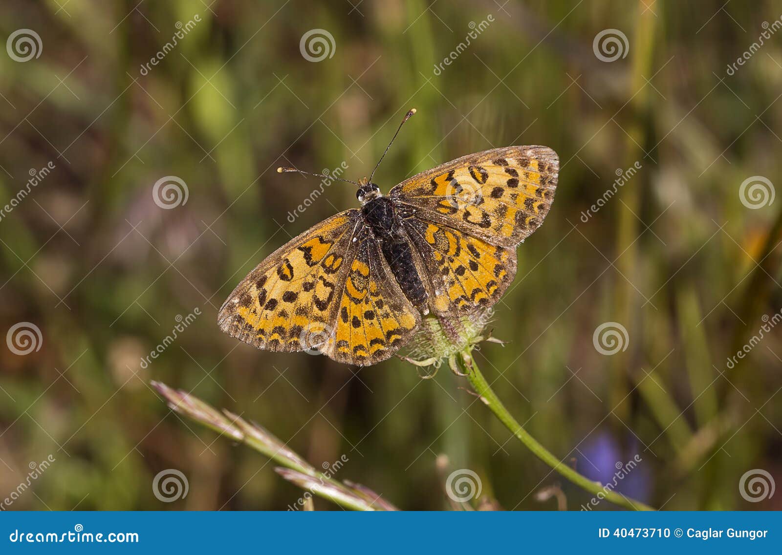 Iparhan Photos - Free & Royalty-Free Stock Photos from Dreamstime