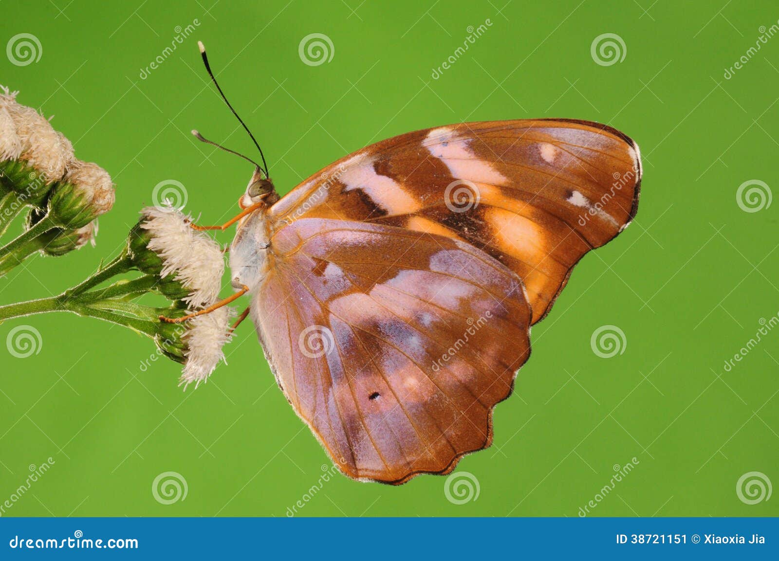 BUTTERFLY on STEMS. Herona Marathus Stock Image - Image of macro ...