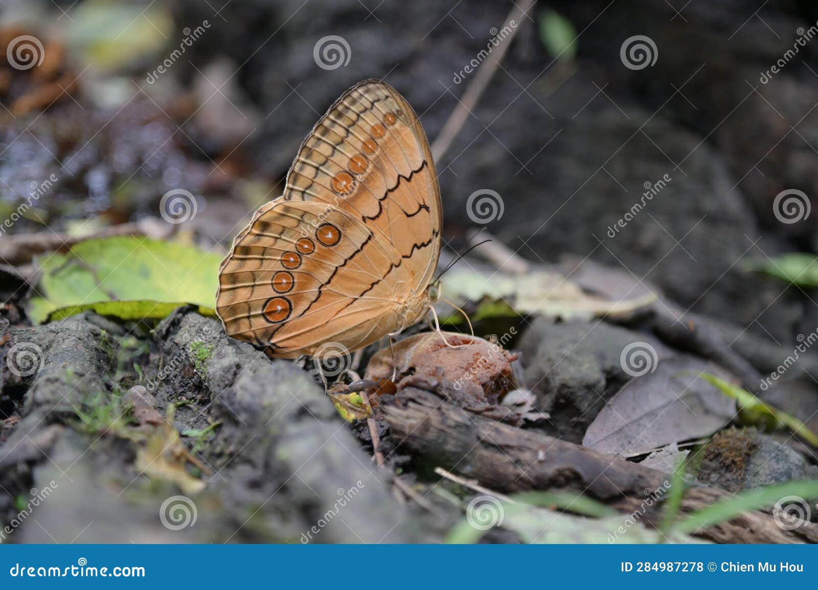 Butterfly (Stichophthalma Howqua Formosana) Stock Photo - Image of ...