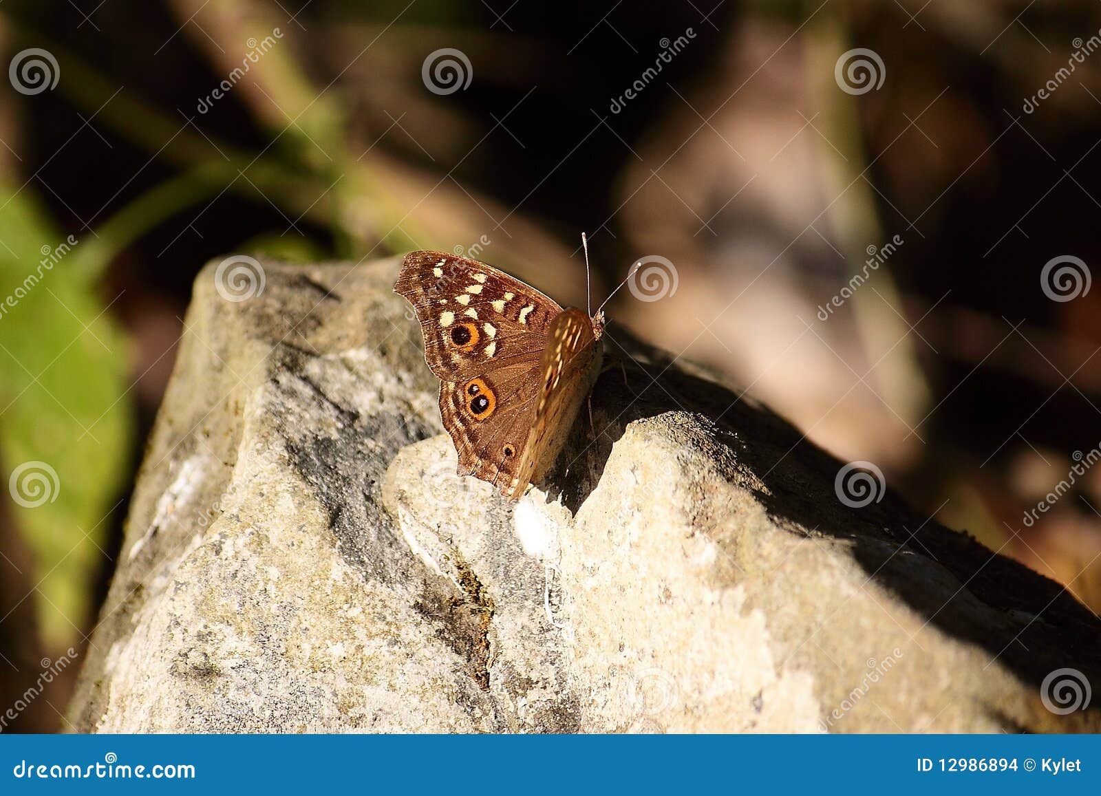 Butterfly on stone stock photo. Image of isolated, leaf - 12986894
