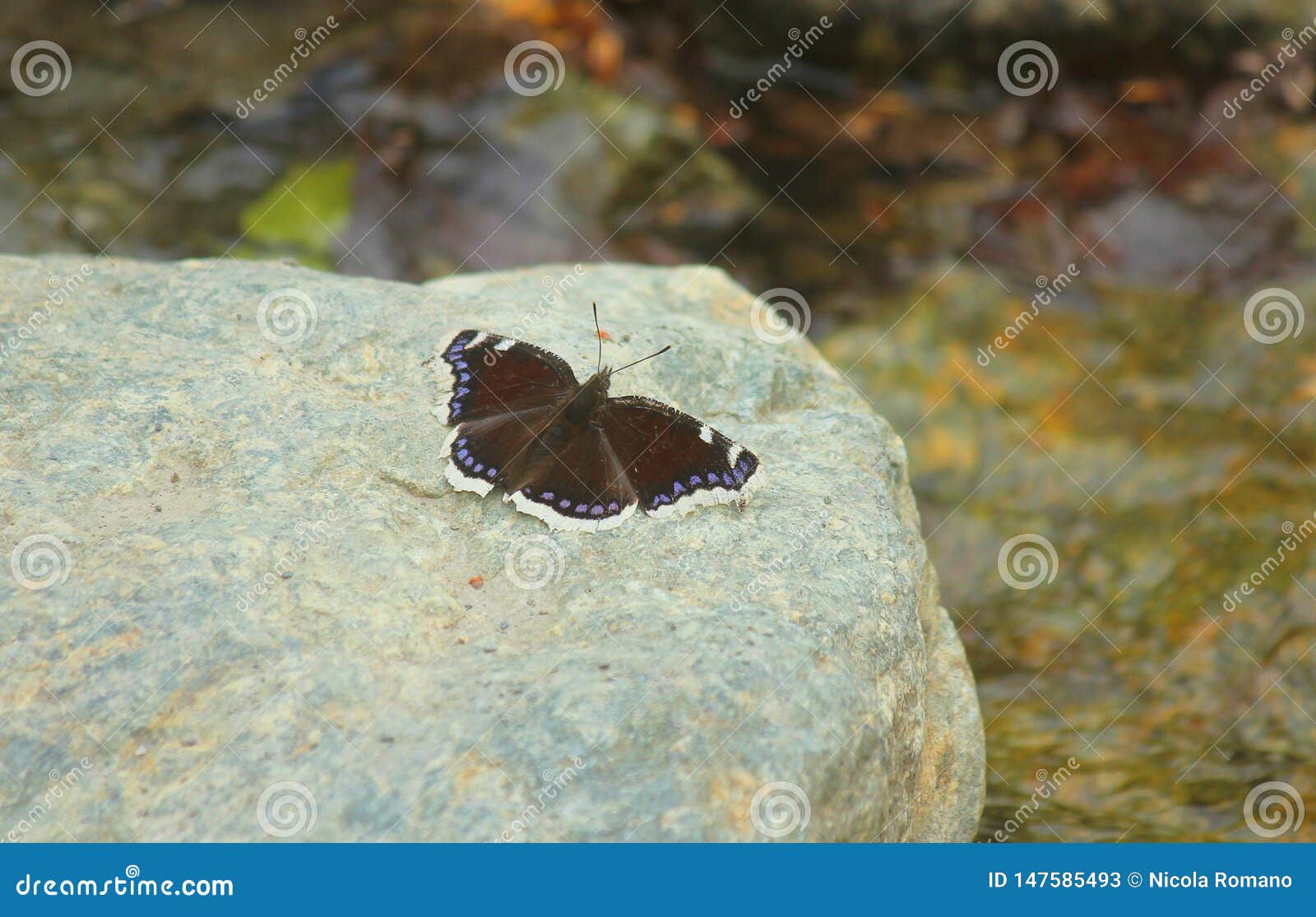 Butterfly on the stone stock image. Image of butterfly - 147585493
