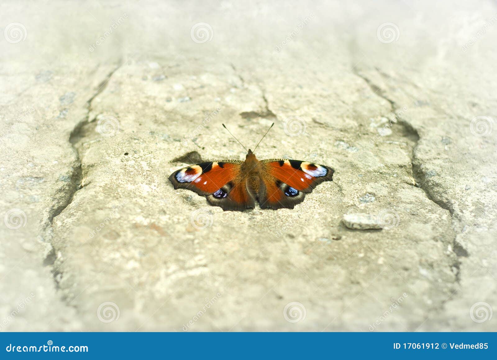 Butterfly on stone stock photo. Image of butterfly, disappearance ...