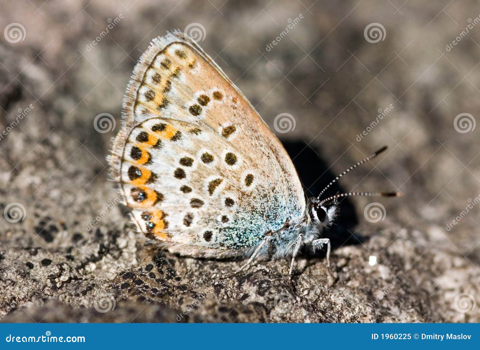 The butterfly on a stone stock image. Image of macro, ground - 1960225