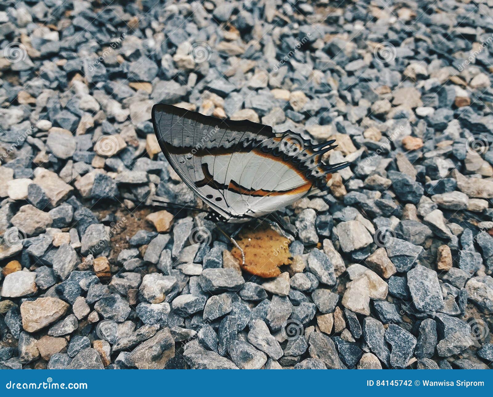 Butterfly on the stone stock photo. Image of alone, beautiful - 84145742
