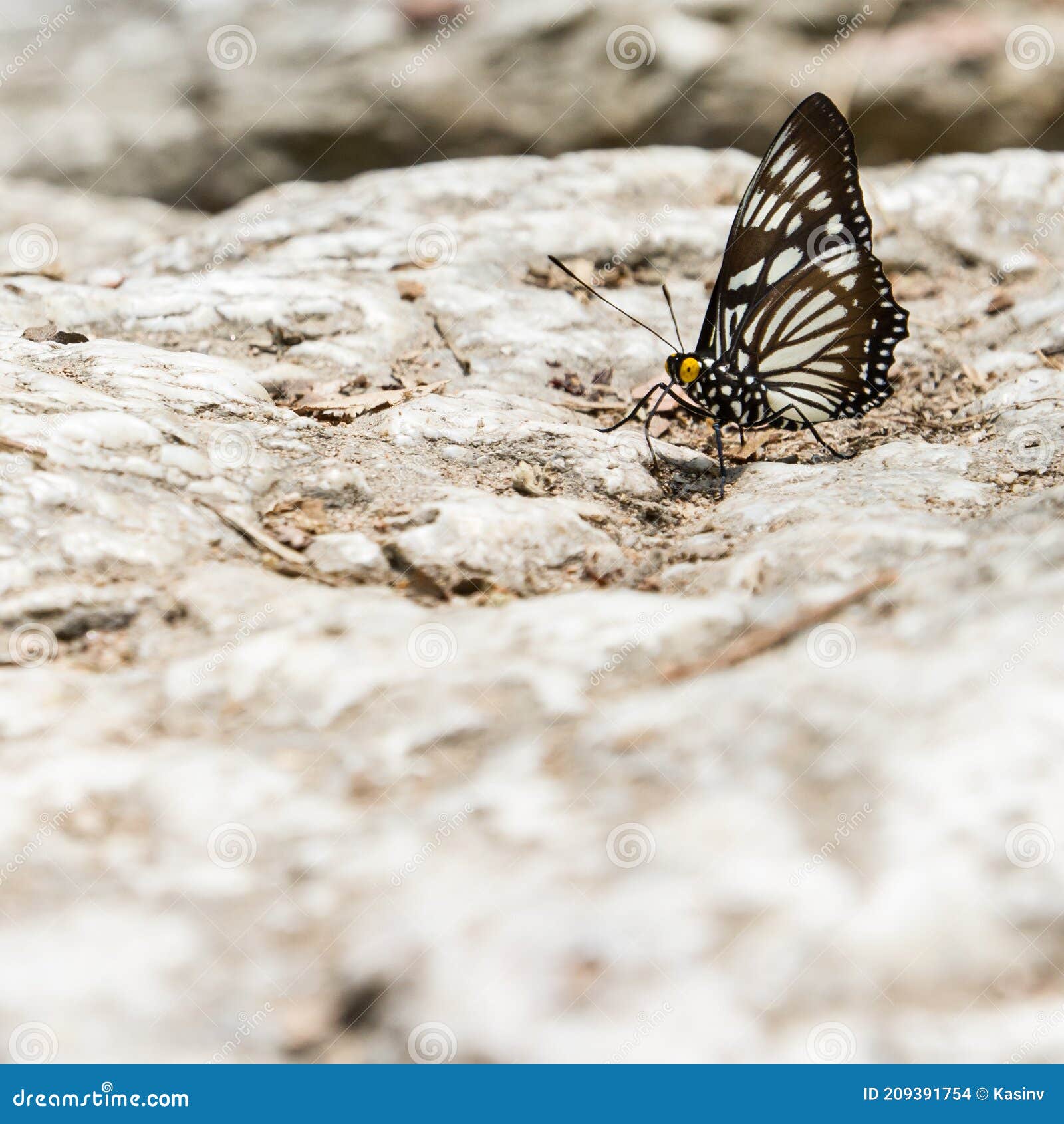 Butterfly on stone stock photo. Image of butterfly, antenna - 209391754