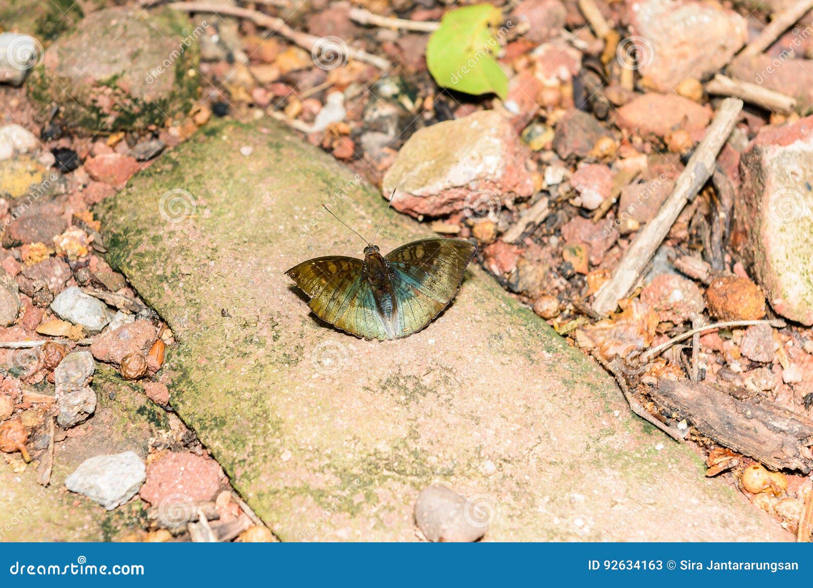 Butterfly on stone stock image. Image of flower, butterflies - 92634163