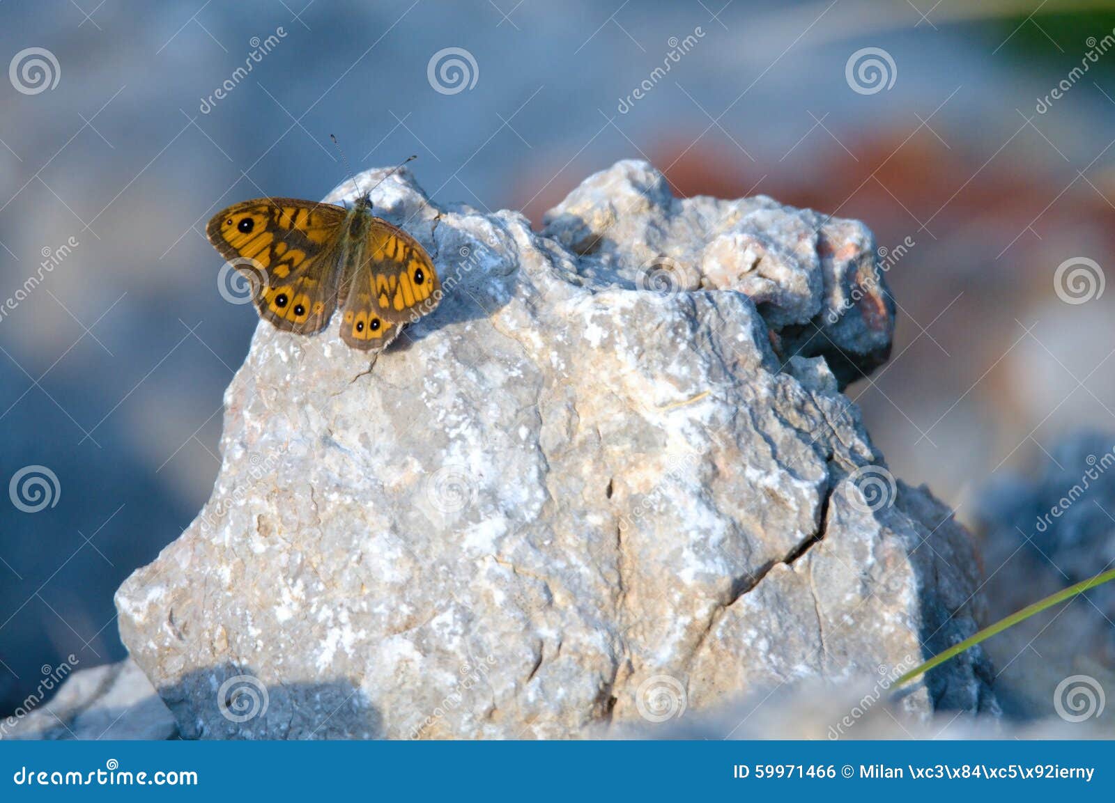 Butterfly on stone stock photo. Image of stone, summer - 59971466